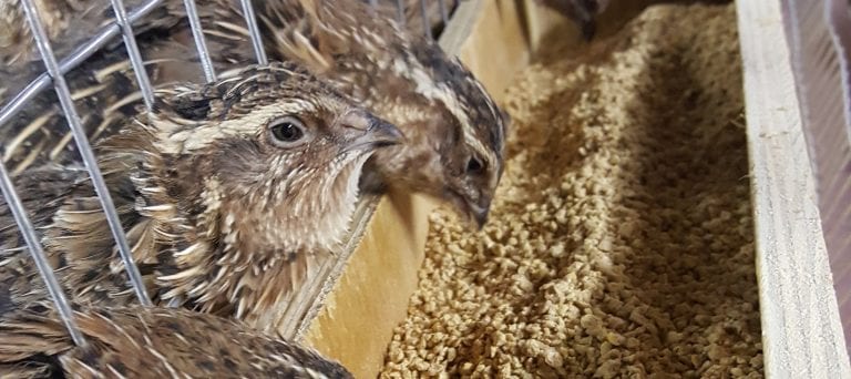How To Get Started With Quail Farming Like A Homesteader